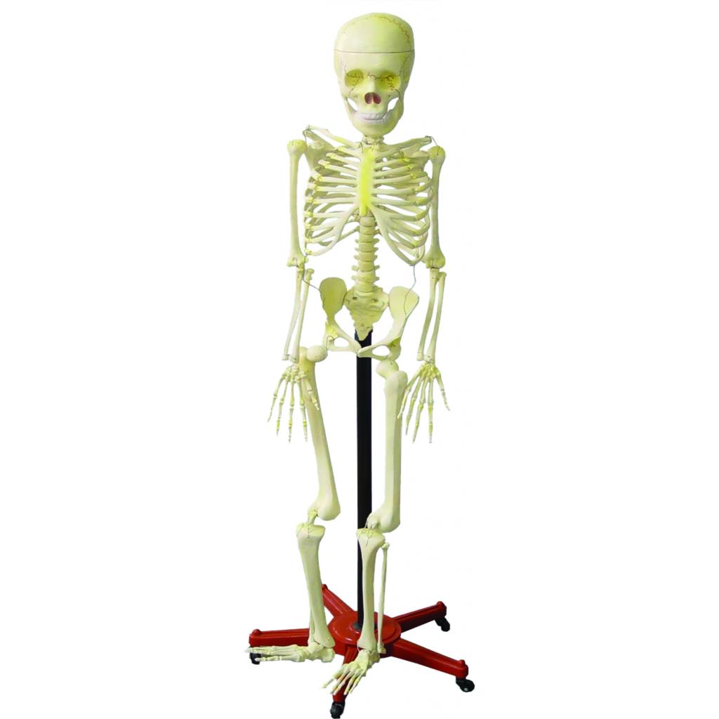 Human Skeleton With Stand (height 5 foot)