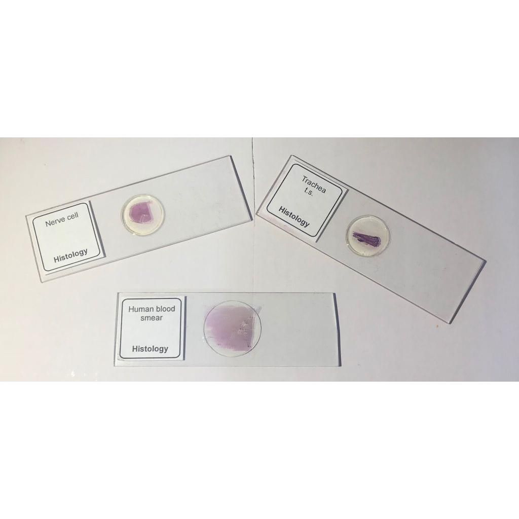 MICROSCOPE SLIDE - POLLEN GRAINS