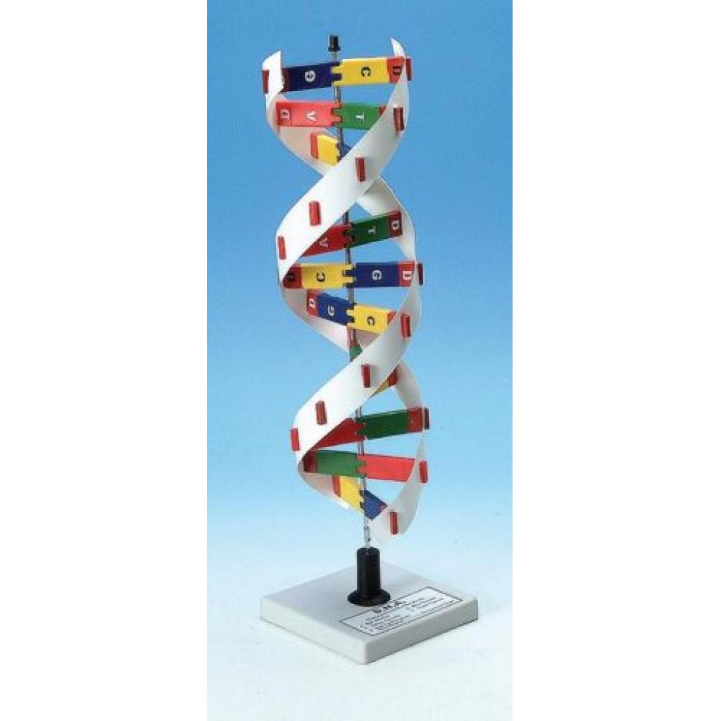 DNA CONSTRUCTION MODEL