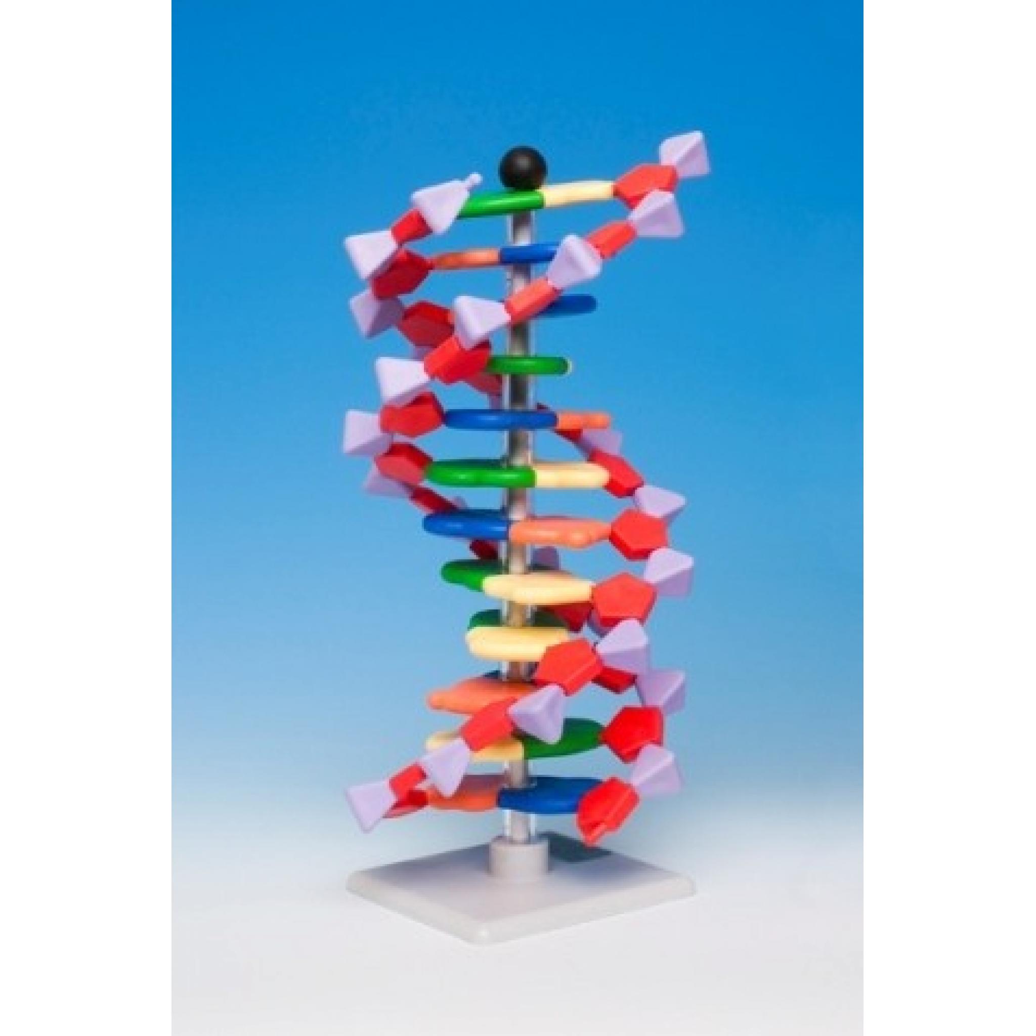 Molymod Advanced Mini Dna 12 Layer Kit