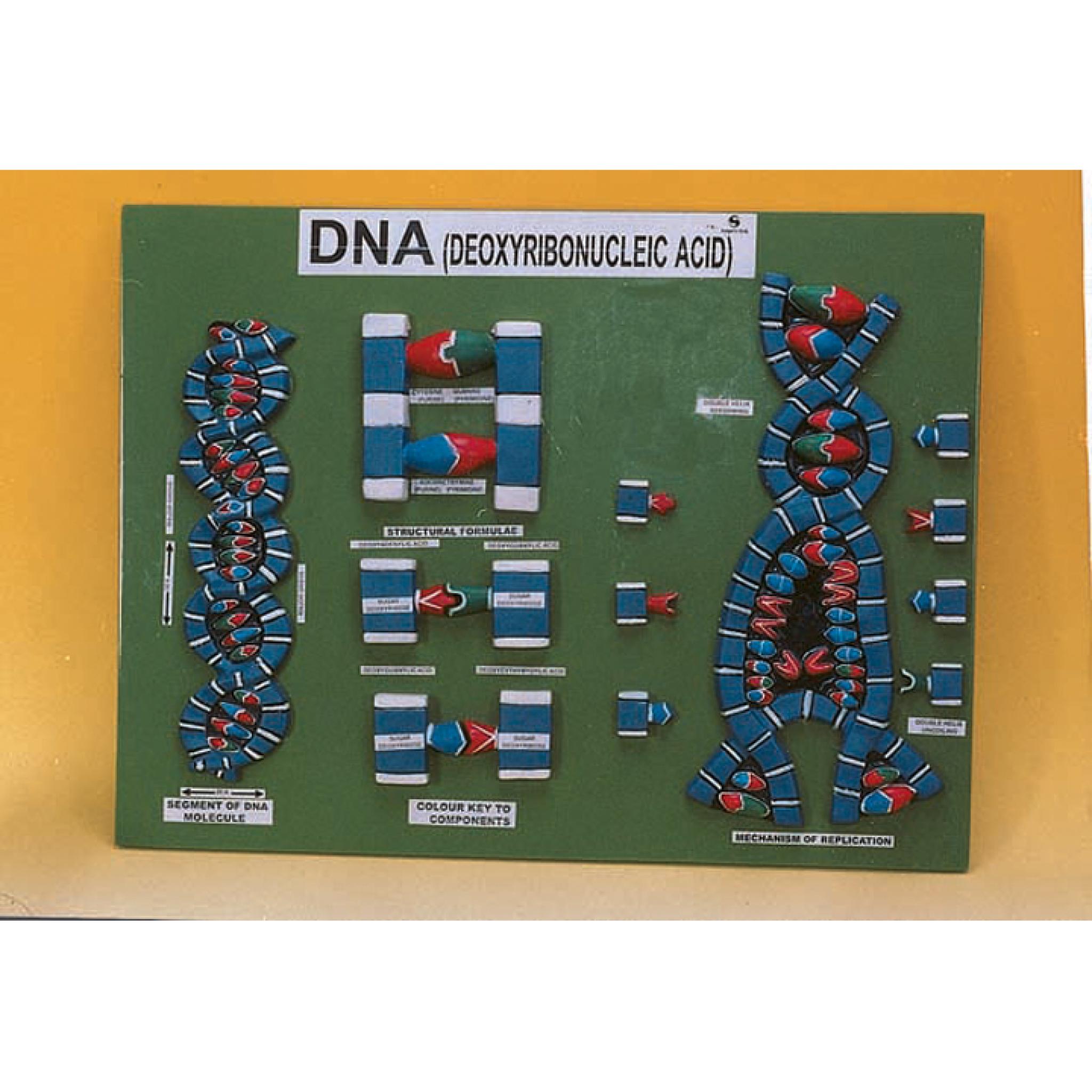 MODEL OF DNA