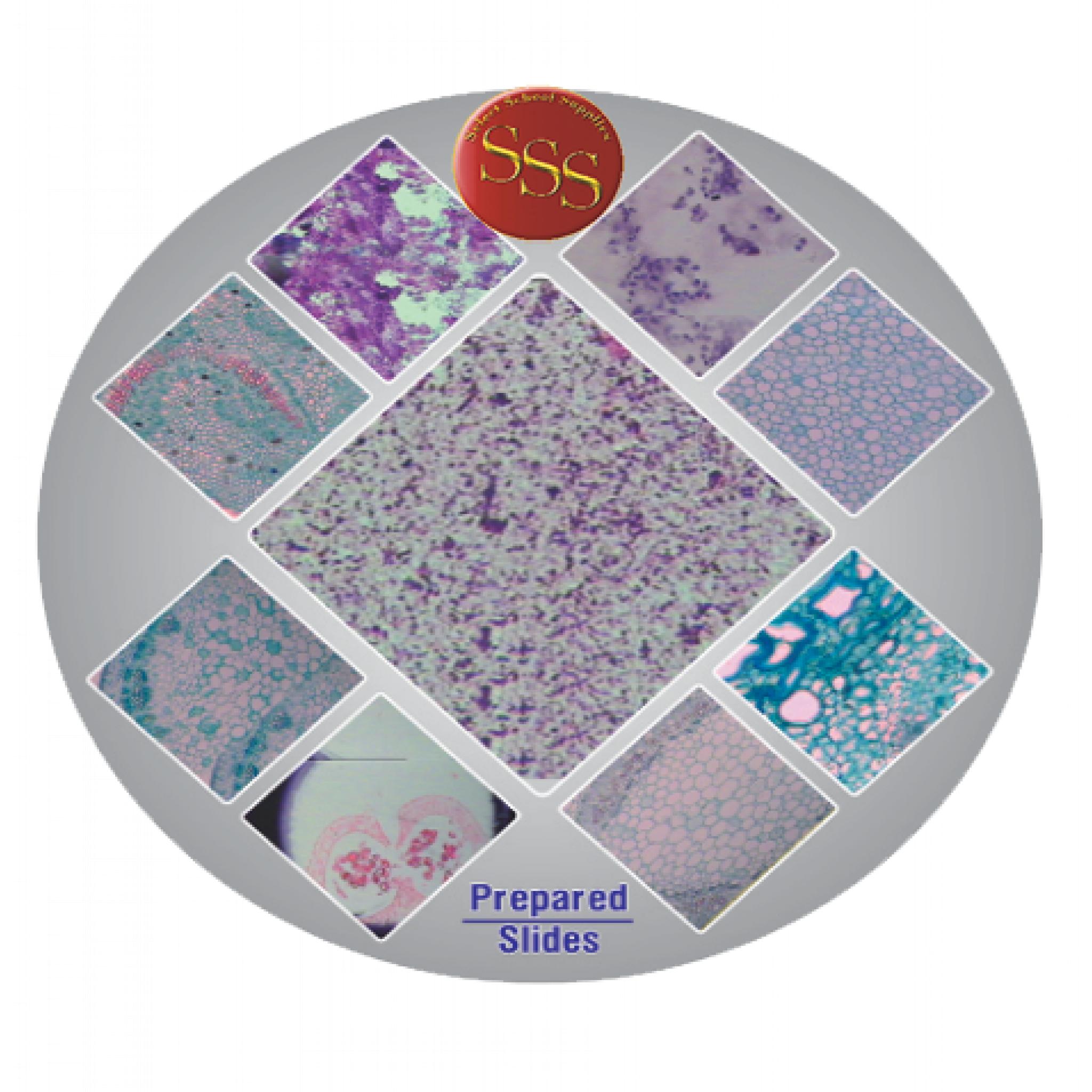 MICROSCOPE SLIDE - Insect trachea