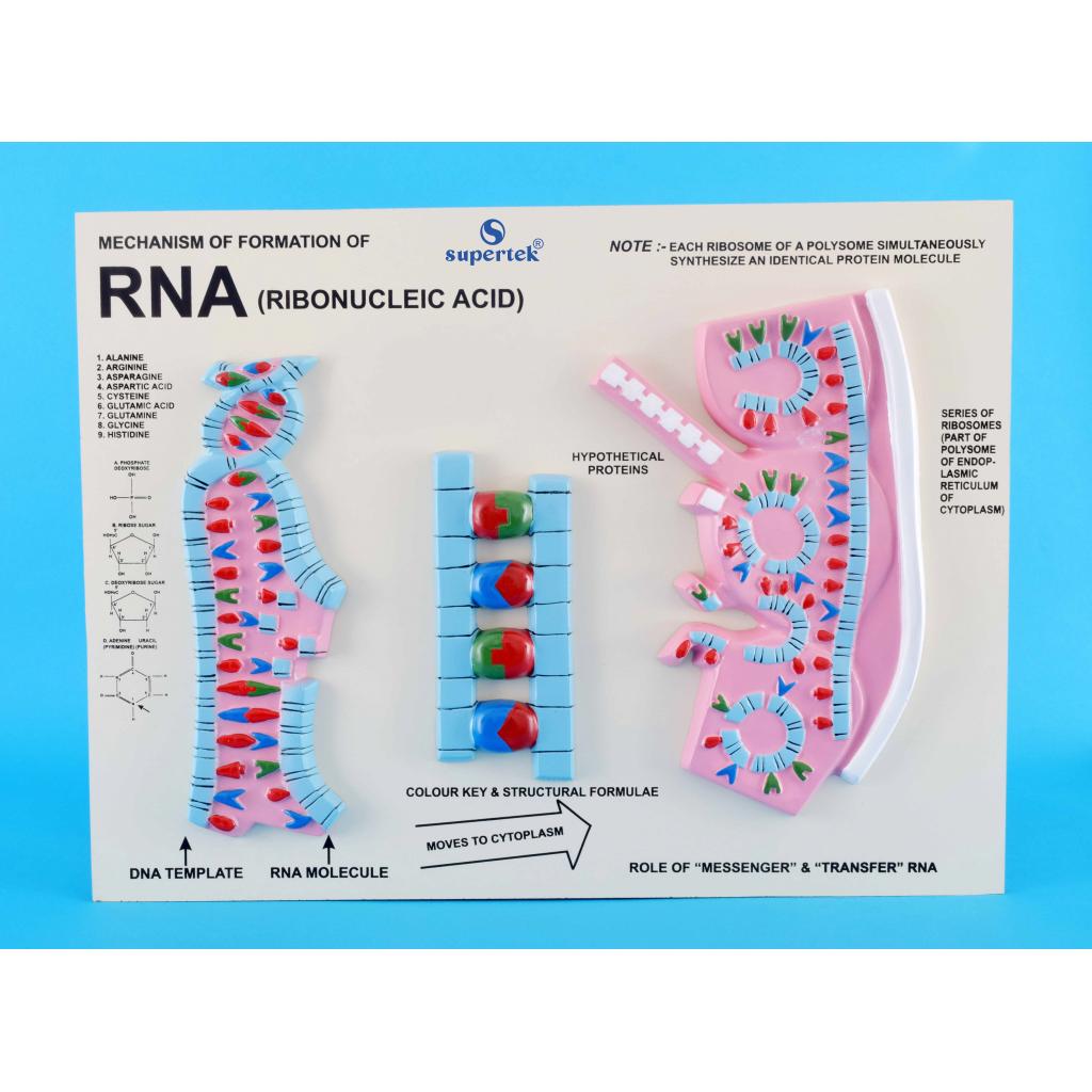MODEL OF RNA