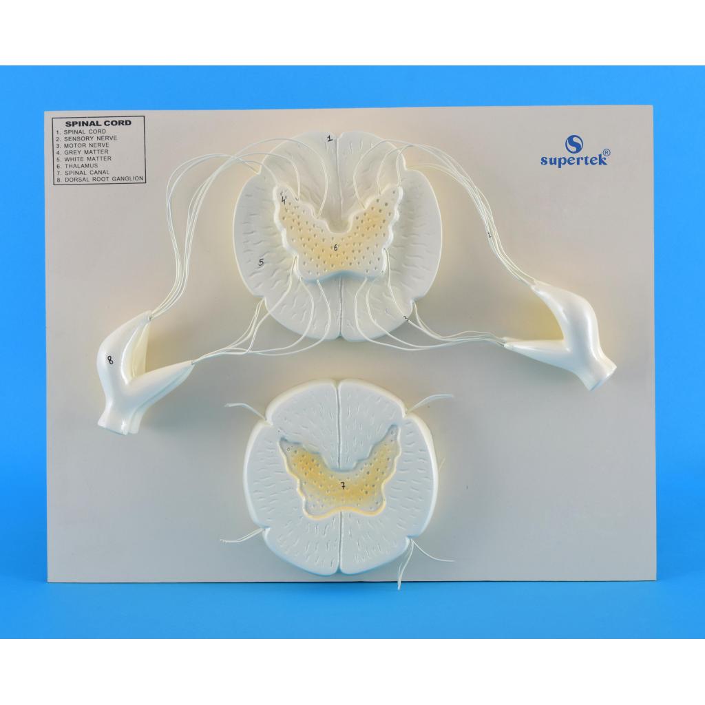 SPINAL CORD MODEL