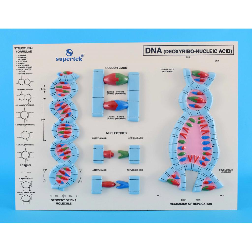 MODEL OF DNA