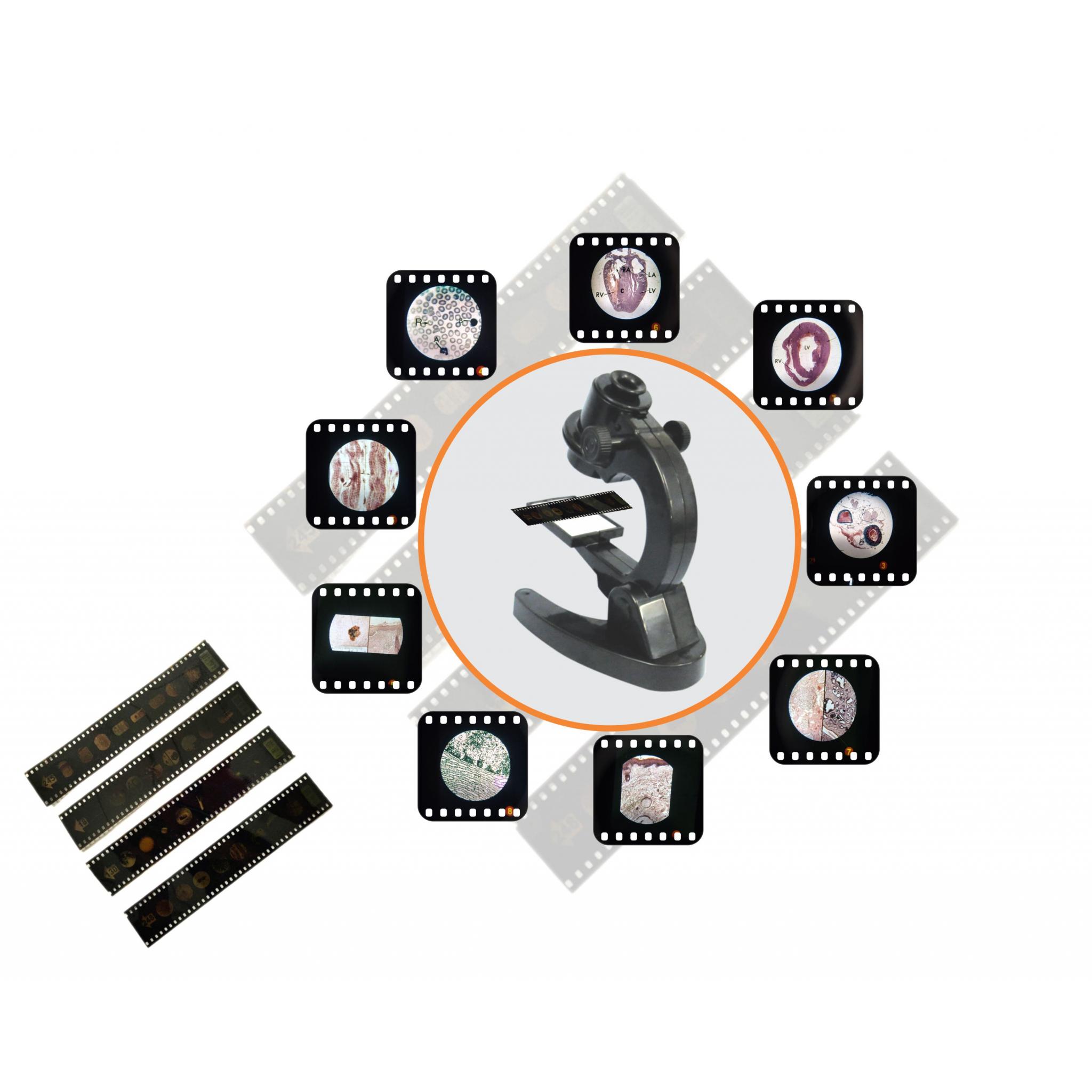 Microslide, Cells of Your Body