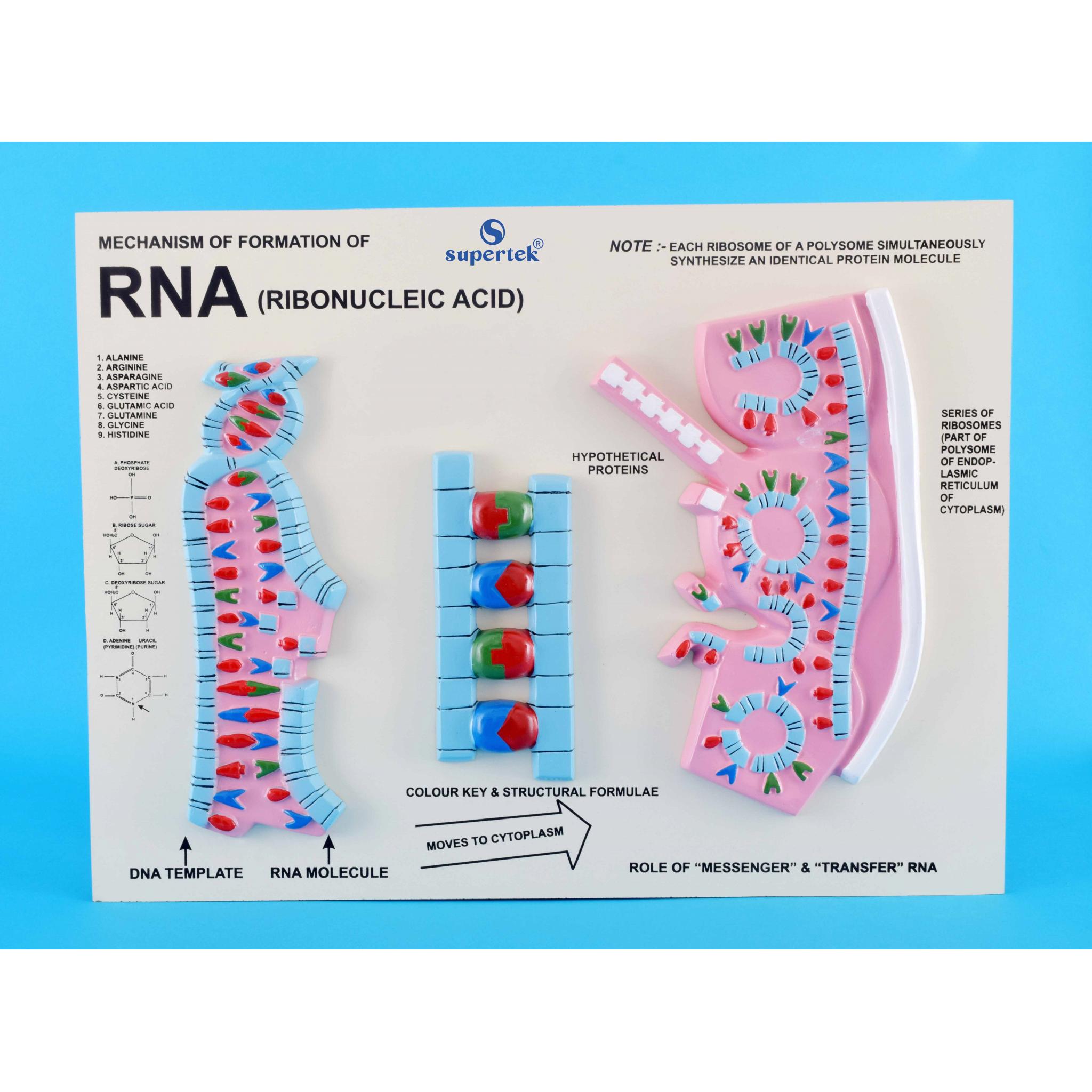 MODEL OF RNA