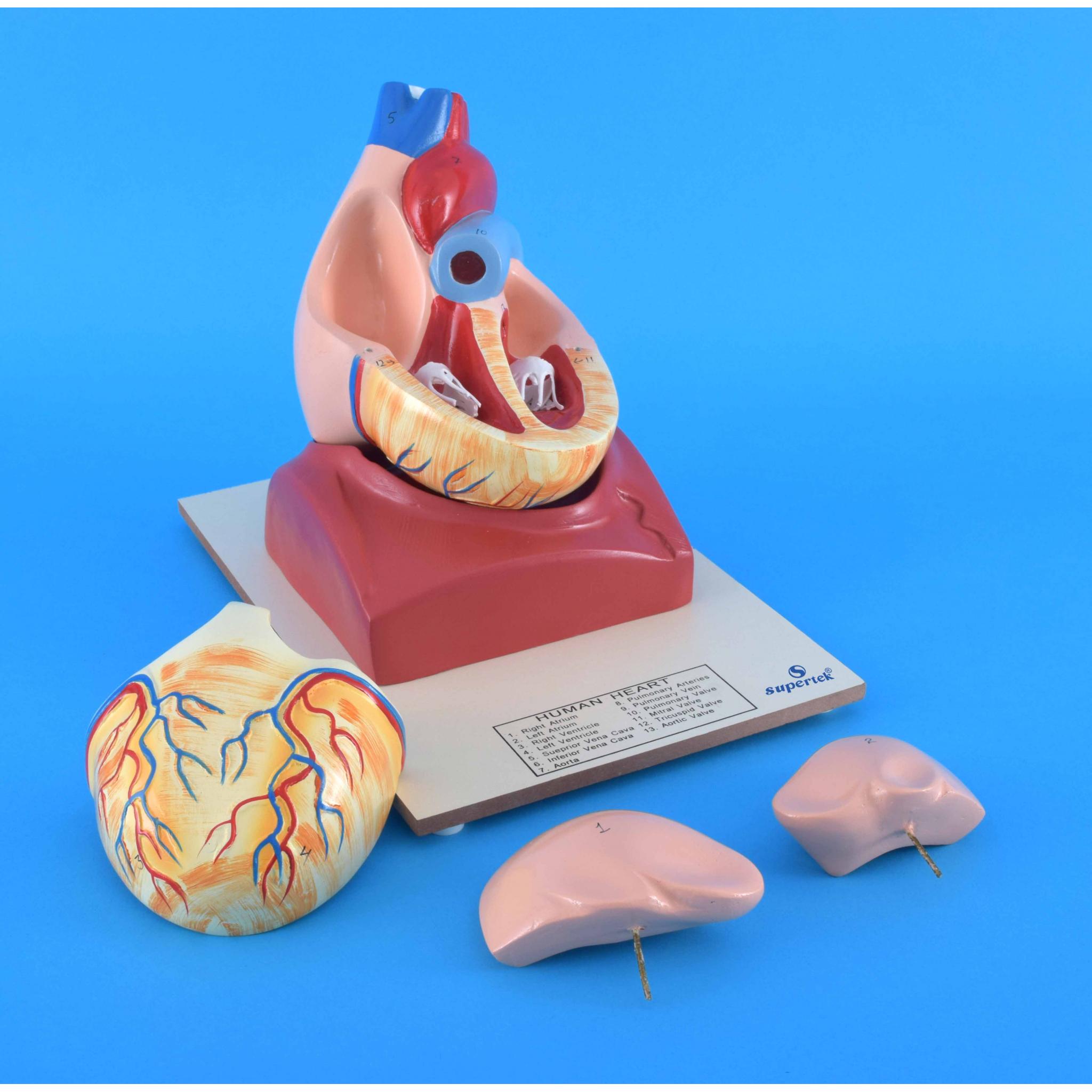 HUMAN HEART EXTRA LARGE