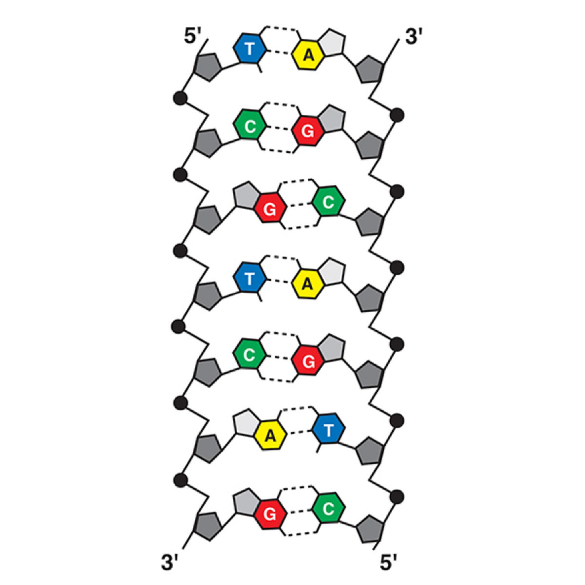 WHAT DOES DNA LOOK LIKE