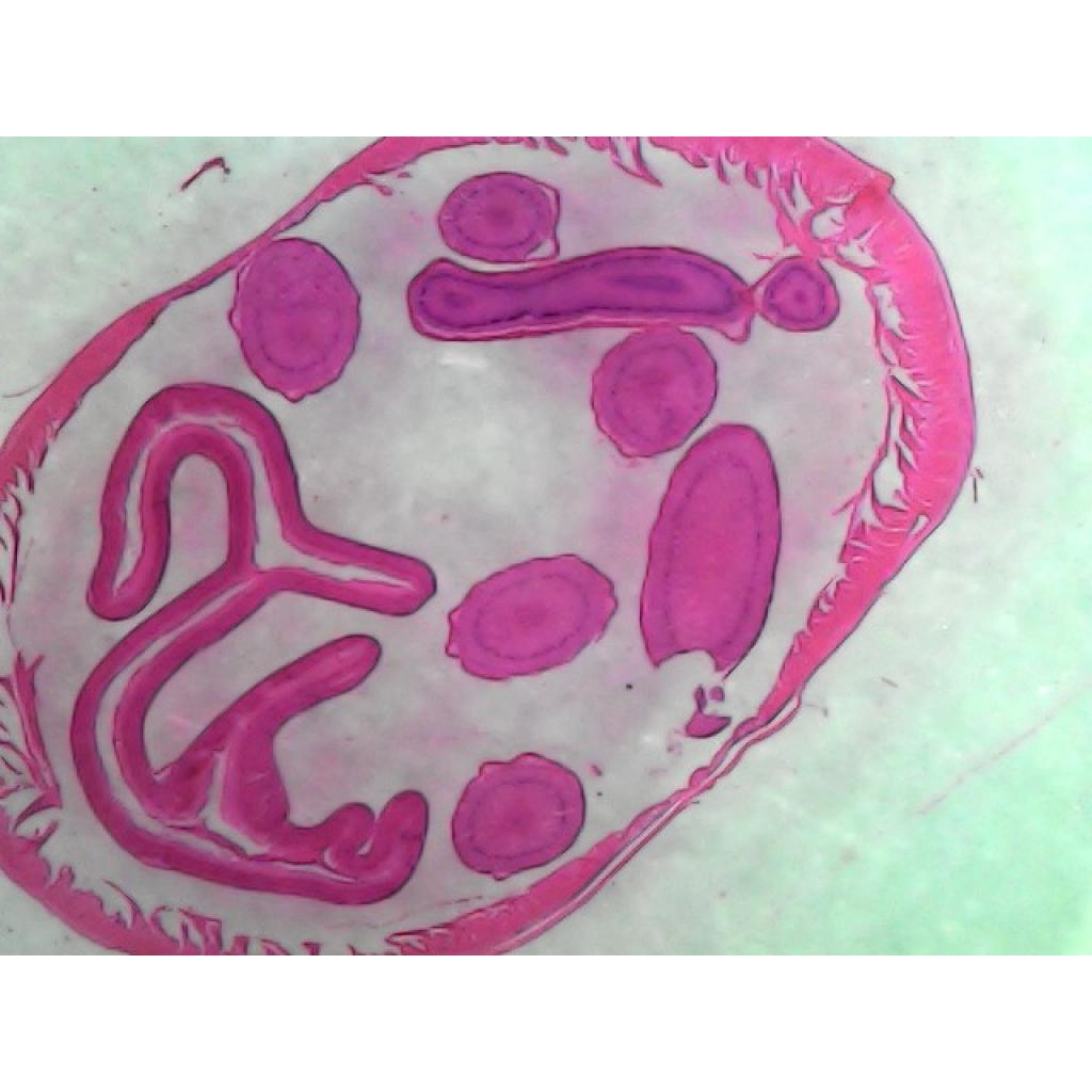 MICROSCOPE SLIDE - Insect trachea