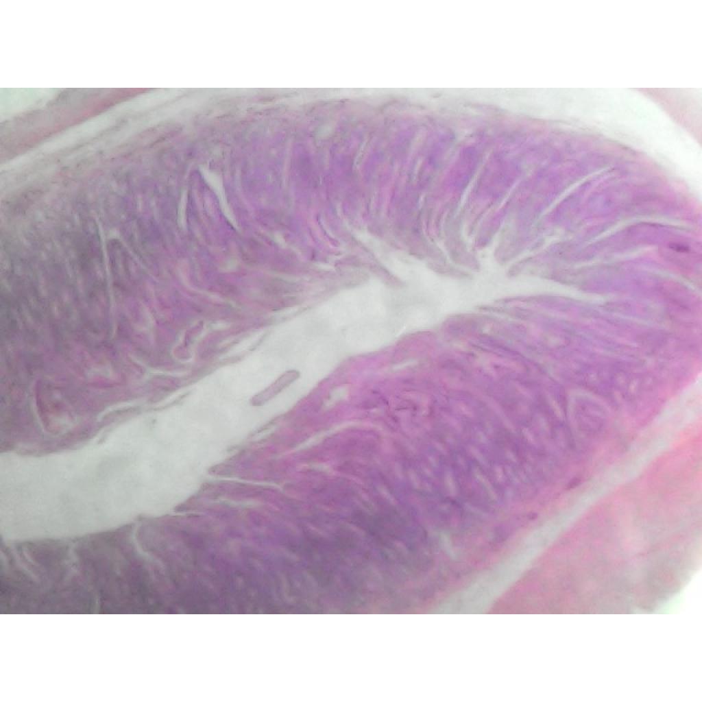 MICROSCOPE SLIDE - Insect trachea