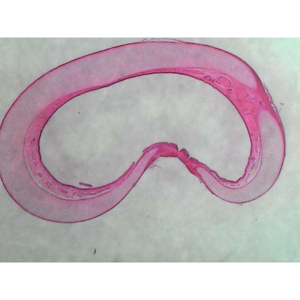 MICROSCOPE SLIDE - Insect trachea
