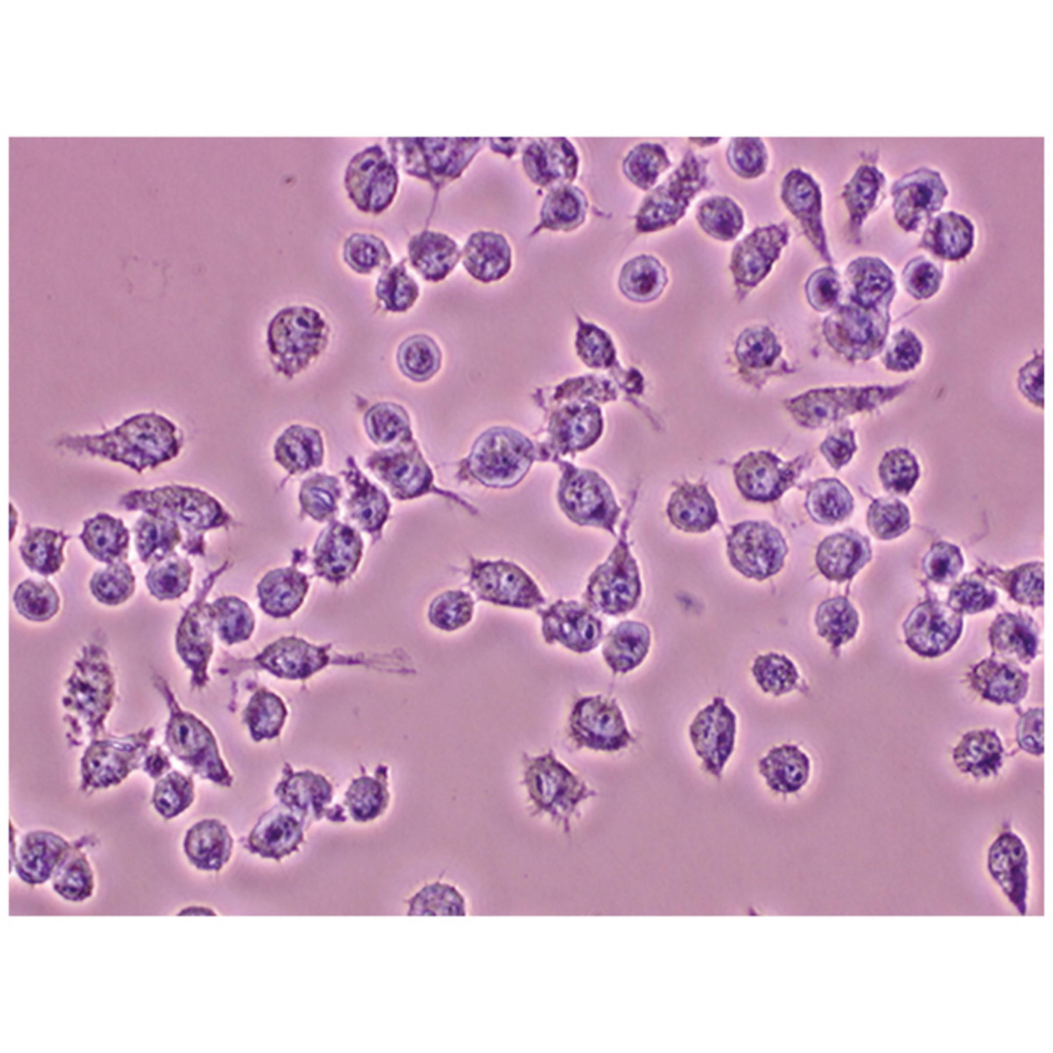 Analysis of Mammalian Cell Types