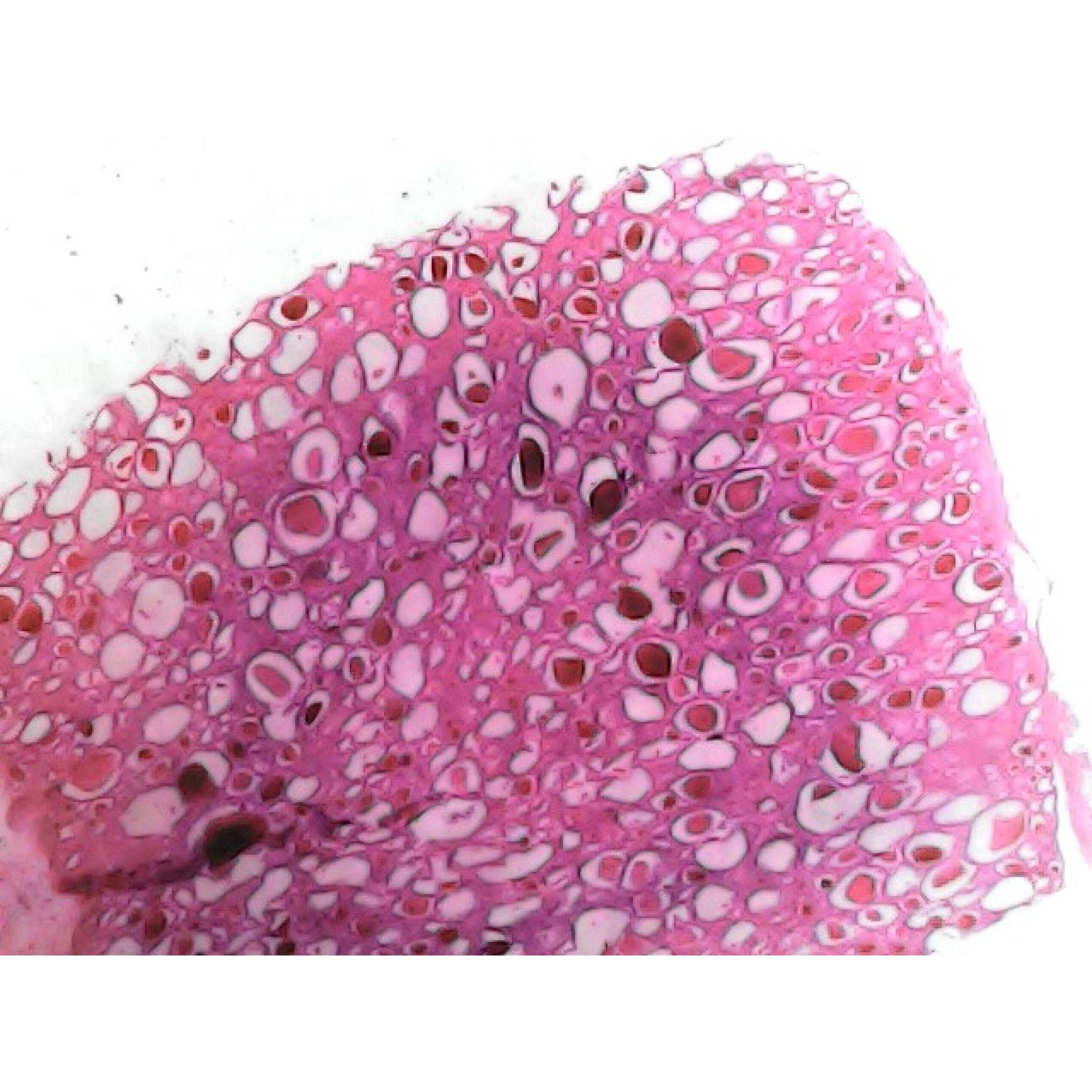 MICROSCOPE SLIDE - Insect trachea