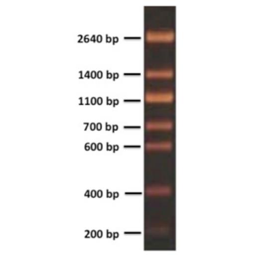 EdvoQuick DNA Ladder (For 20 Gels)