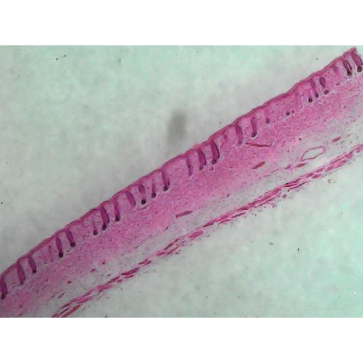 MICROSCOPE SLIDE - Insect trachea