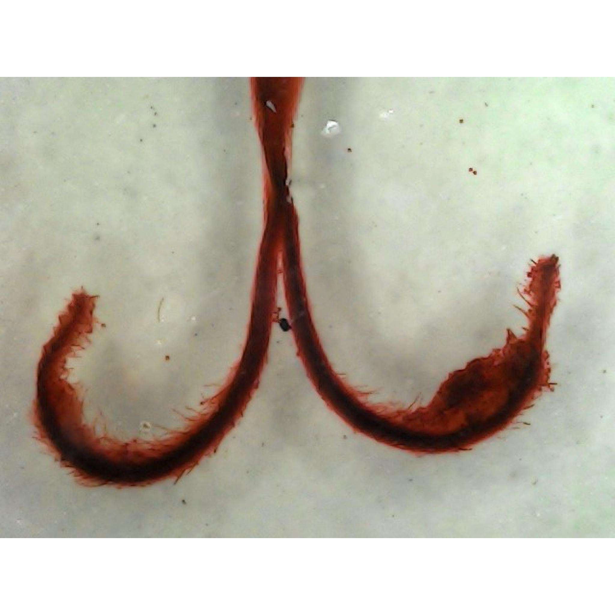 MICROSCOPE SLIDE - Insect trachea