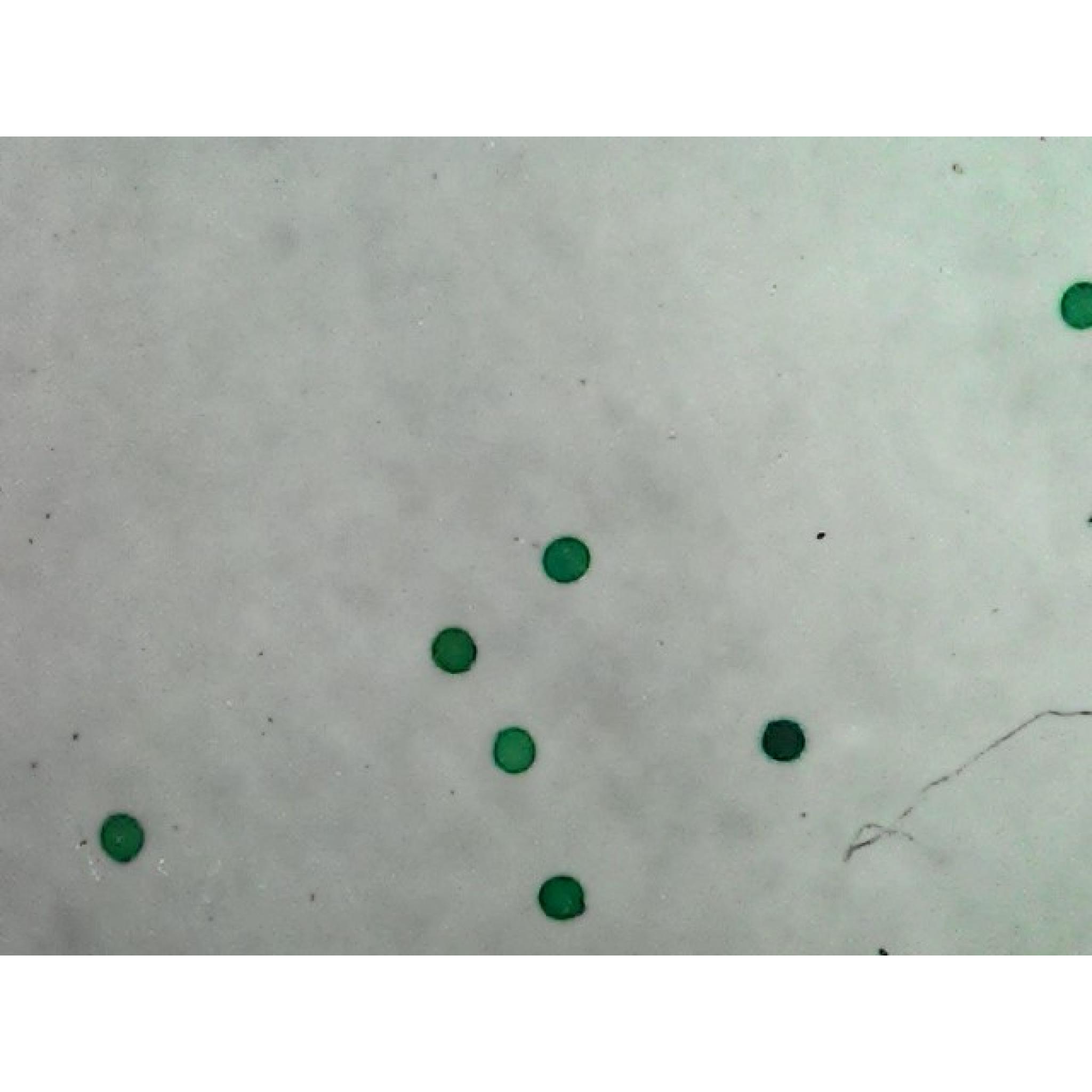 MICROSCOPE SLIDE - Insect trachea
