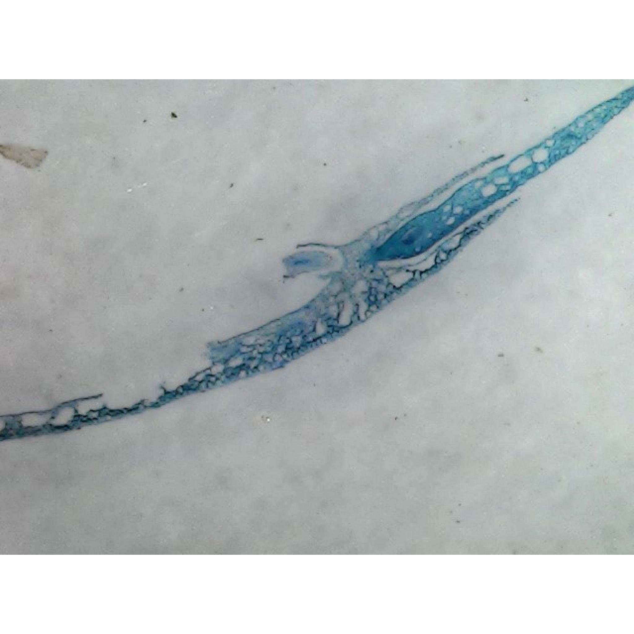 MICROSCOPE SLIDE - Insect trachea