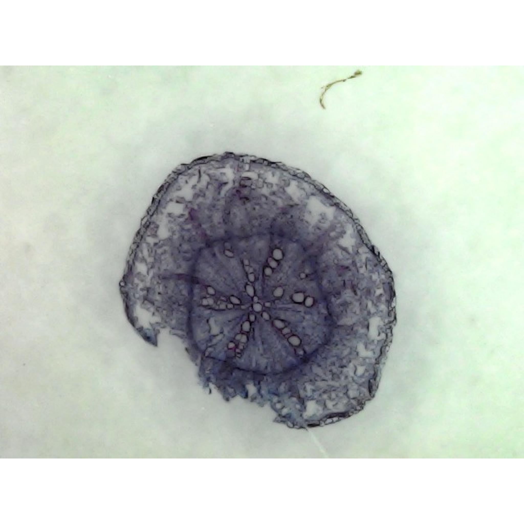 MICROSCOPE SLIDE - Insect trachea