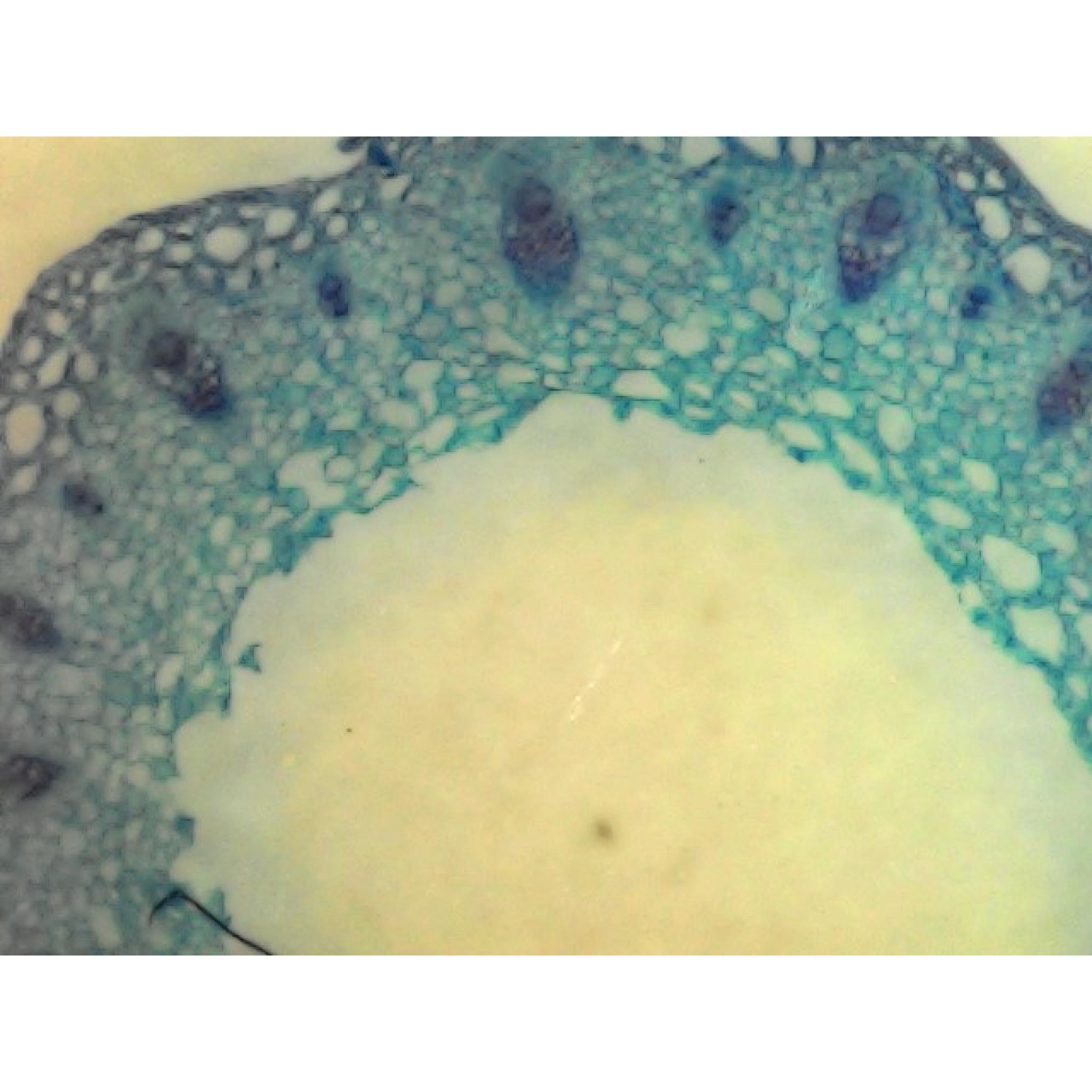 MICROSCOPE SLIDE - Insect trachea