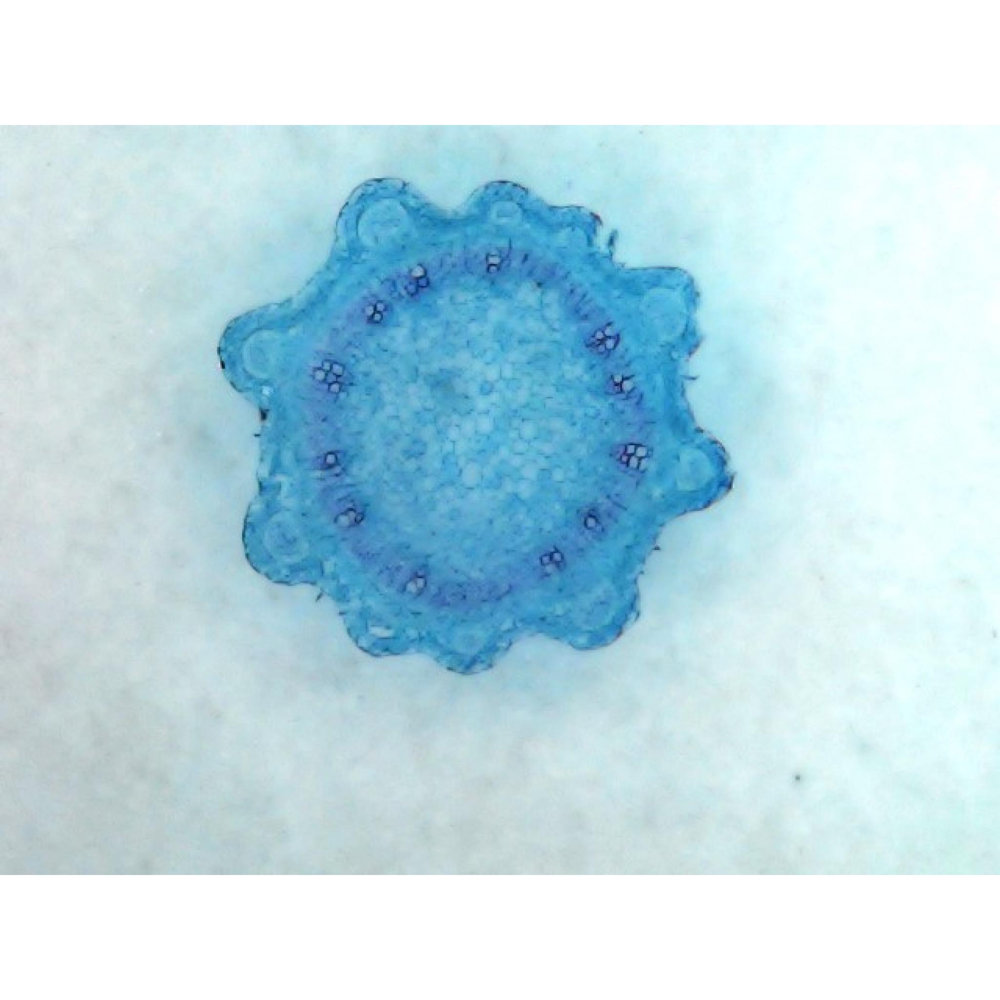 MICROSCOPE SLIDE - Insect trachea