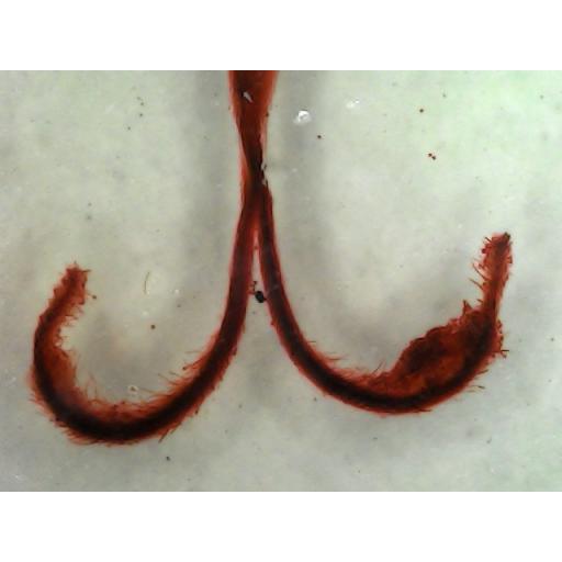 MICROSCOPE SLIDE - Insect trachea