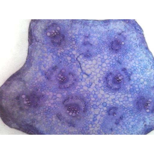 MICROSCOPE SLIDE - Insect trachea