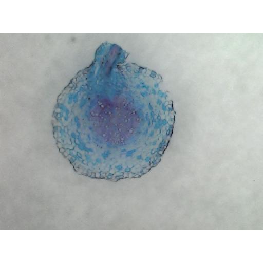 MICROSCOPE SLIDE - Insect trachea