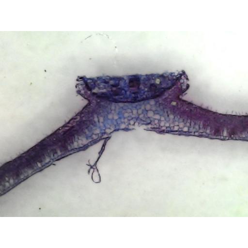 MICROSCOPE SLIDE - Insect trachea