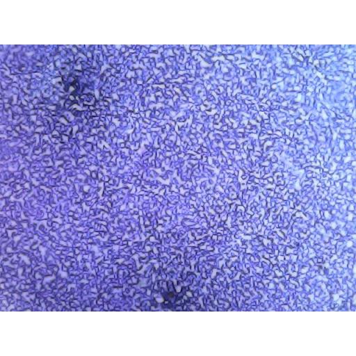 MICROSCOPE SLIDE - Insect trachea