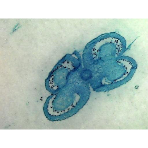 MICROSCOPE SLIDE - Insect trachea