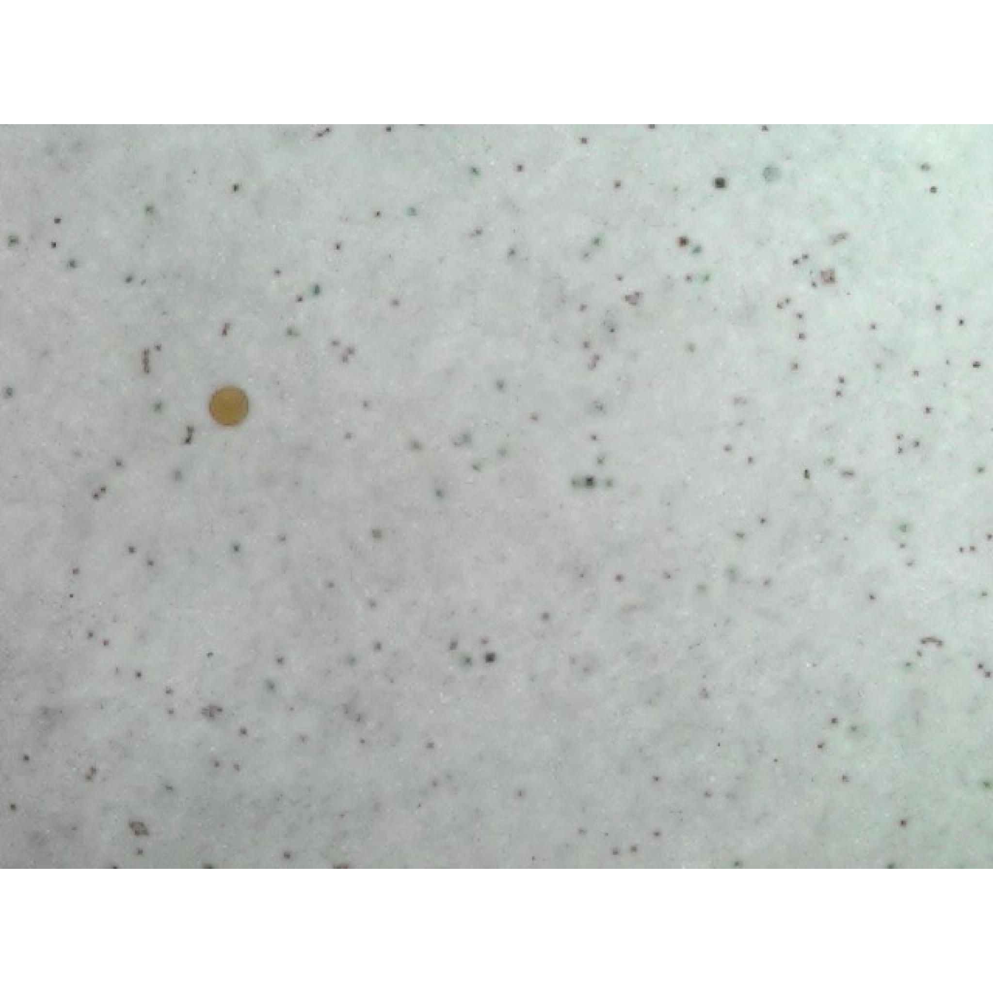 MICROSCOPE SLIDE - POLLEN GRAINS