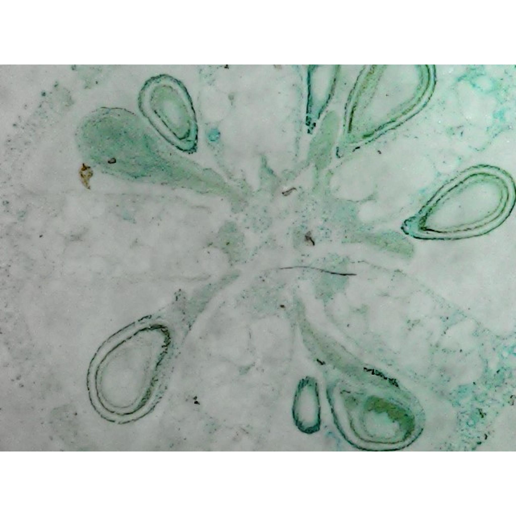 MICROSCOPE SLIDE - STIGMA WITH POLLEN TUBE